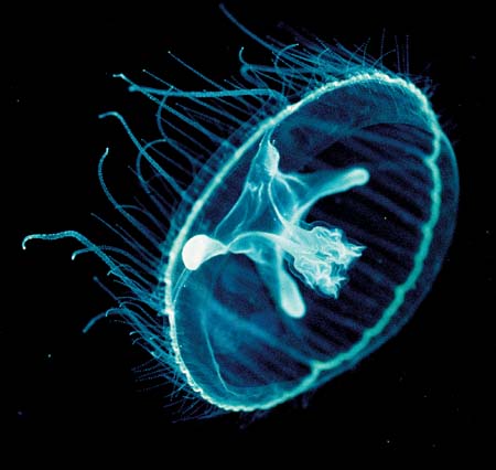 How common are ‘exotic’ invertebrates in public and botanical garden ...