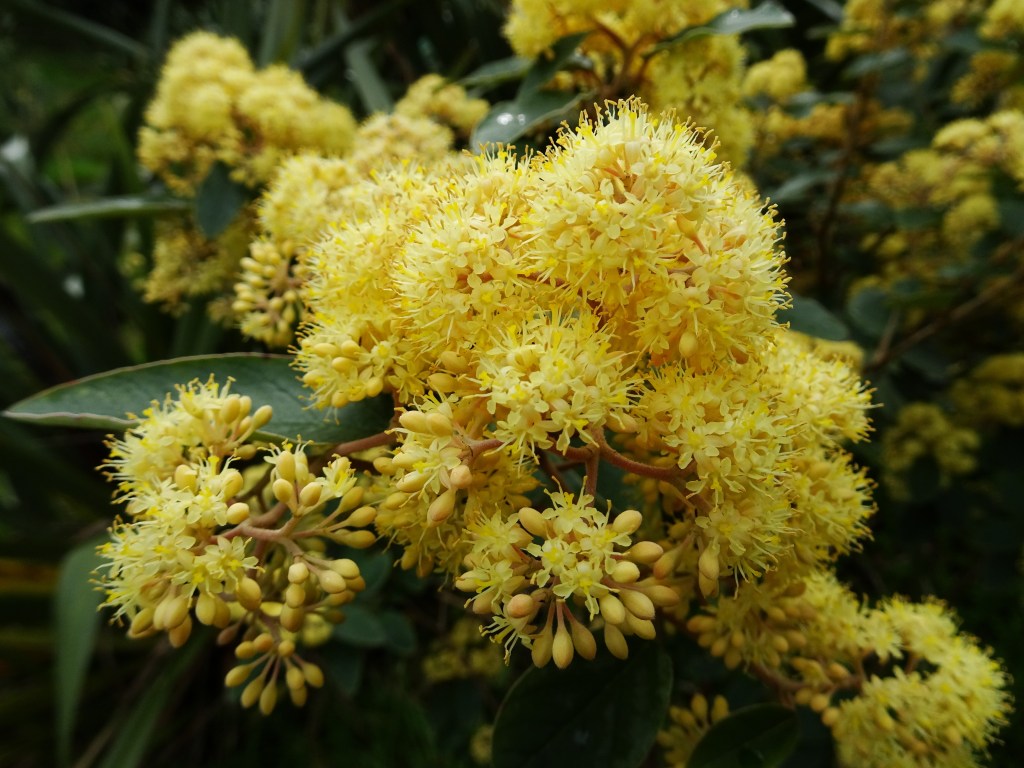 Golden Tainui at Te Maimai – The Garden History Research Foundation