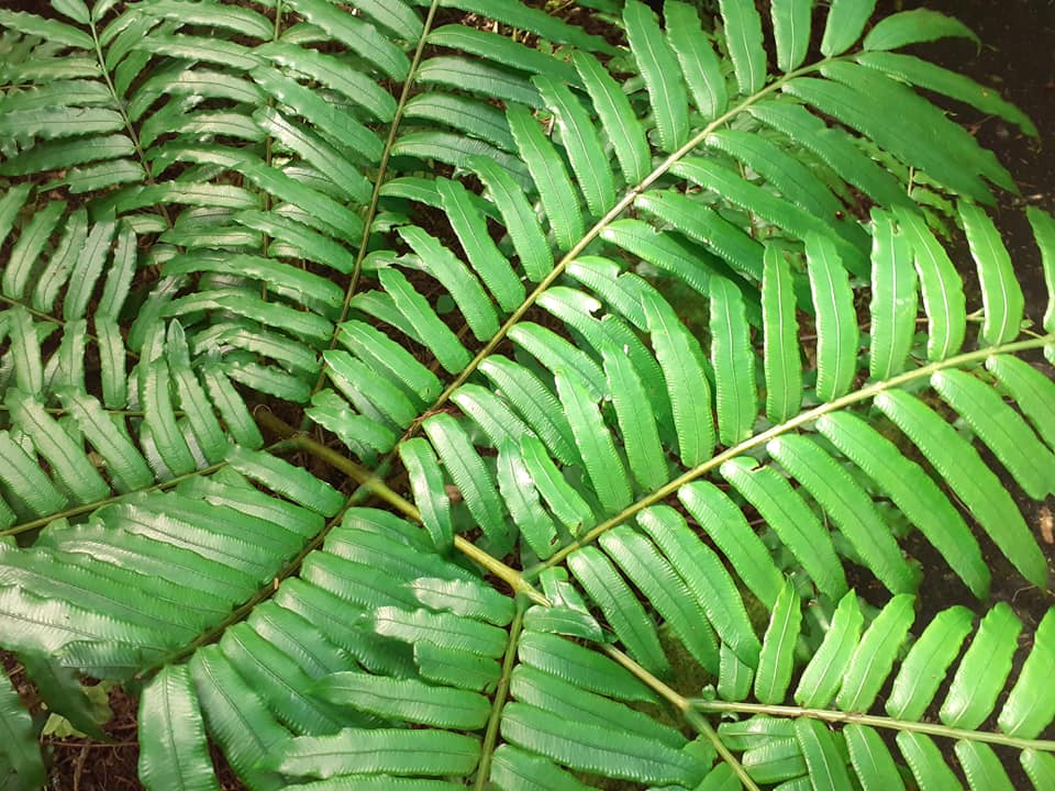 When Ferns went Viral: New Zealand Women and the Global Fern Craze ...