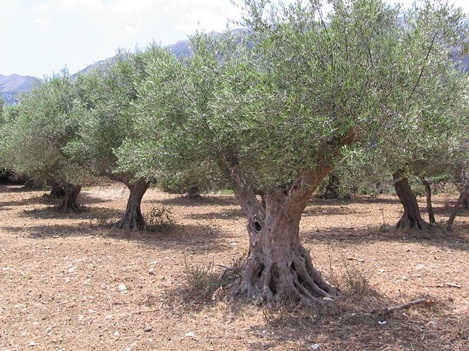 The Soldiers and the Olive Trees – The Garden History Research Foundation