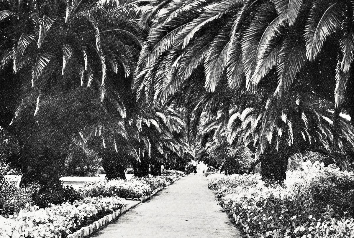 Percy Adams and Nelson’s ‘Monte Carlo Palms’ – The Garden History ...