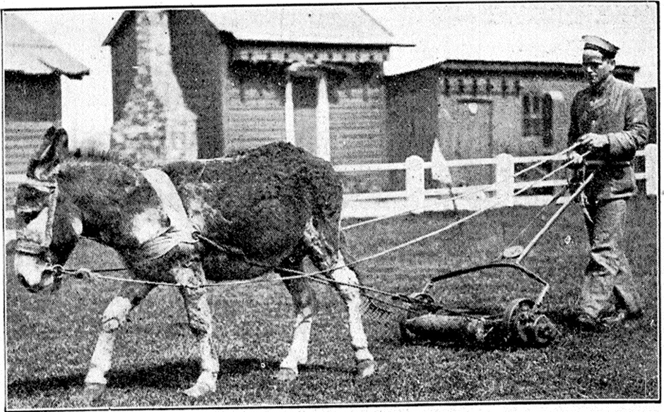 The Donkey of the Devonport Naval Base: Horse Power for the Lawn Mower ...