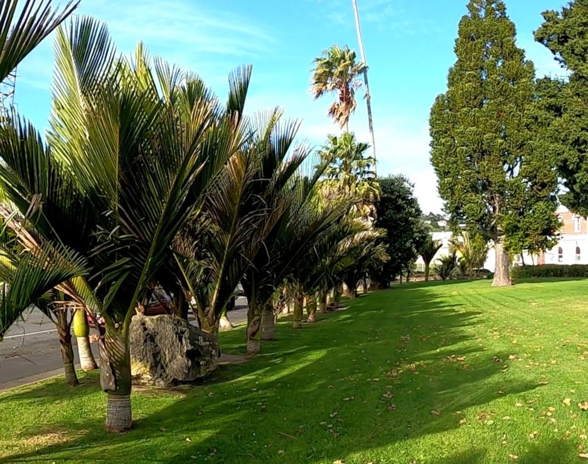 Whanganui’s Pākaitore Palms – The Garden History Research Foundation