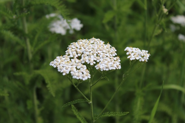 What’s In a Name? Yarrow and the great Achilles – The Garden History ...