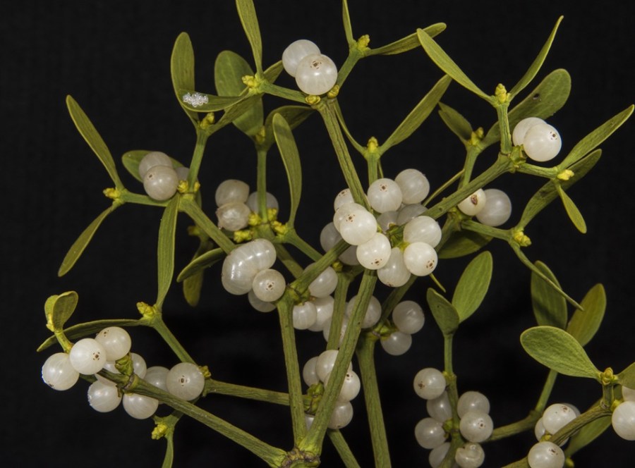Mistletoe: the Christmas Parasite in New Zealand – The Garden History ...
