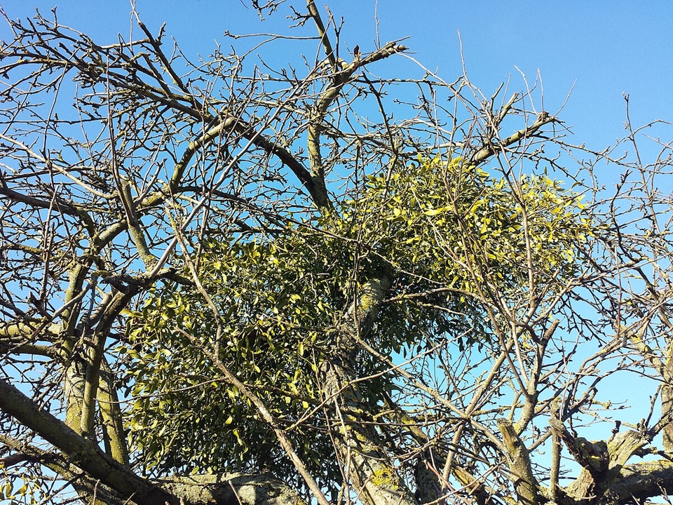 Mistletoe: the Christmas Parasite in New Zealand – The Garden History ...